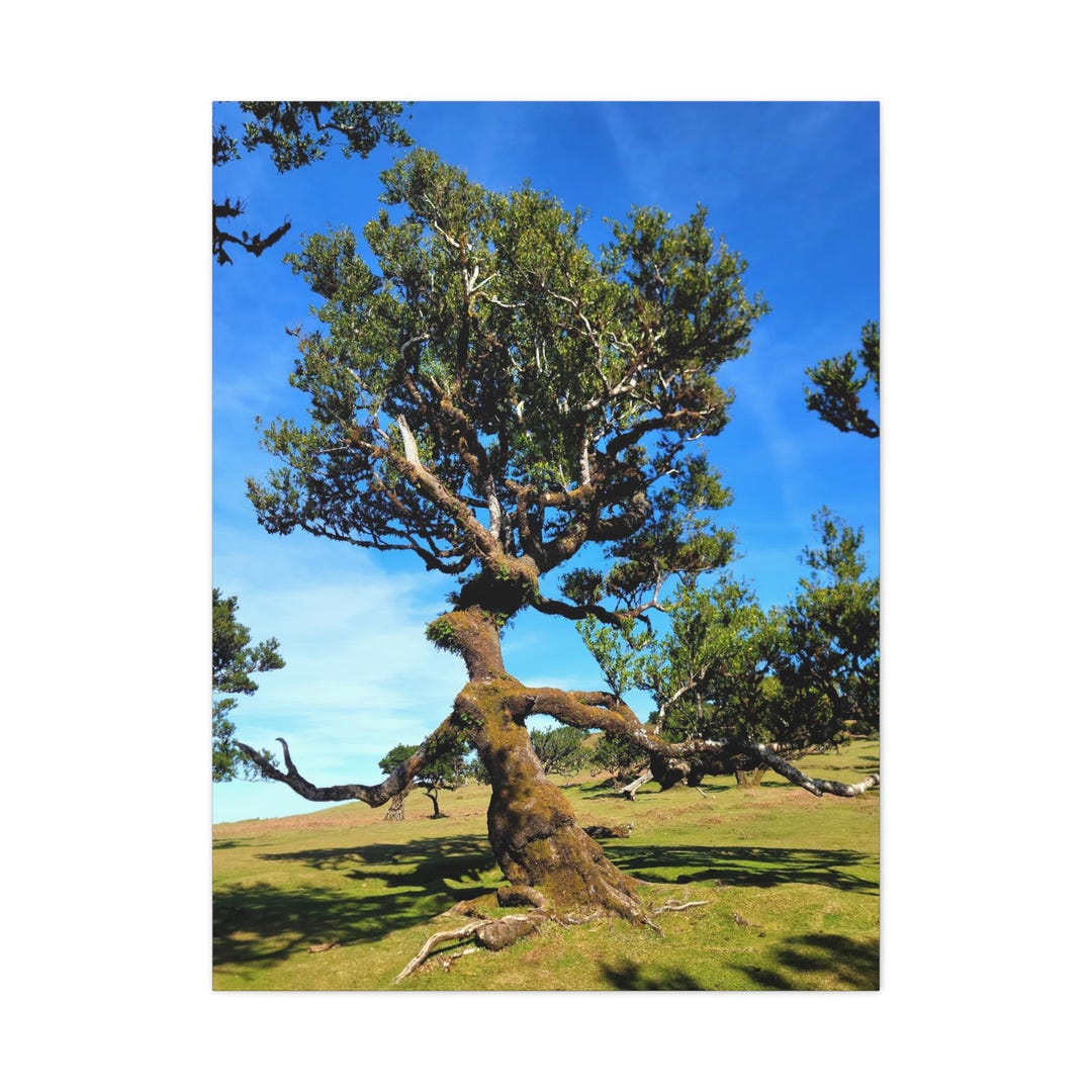 Fanal Forest Witch Tree Canvas Print: Madeira Nature Photography - Etsy