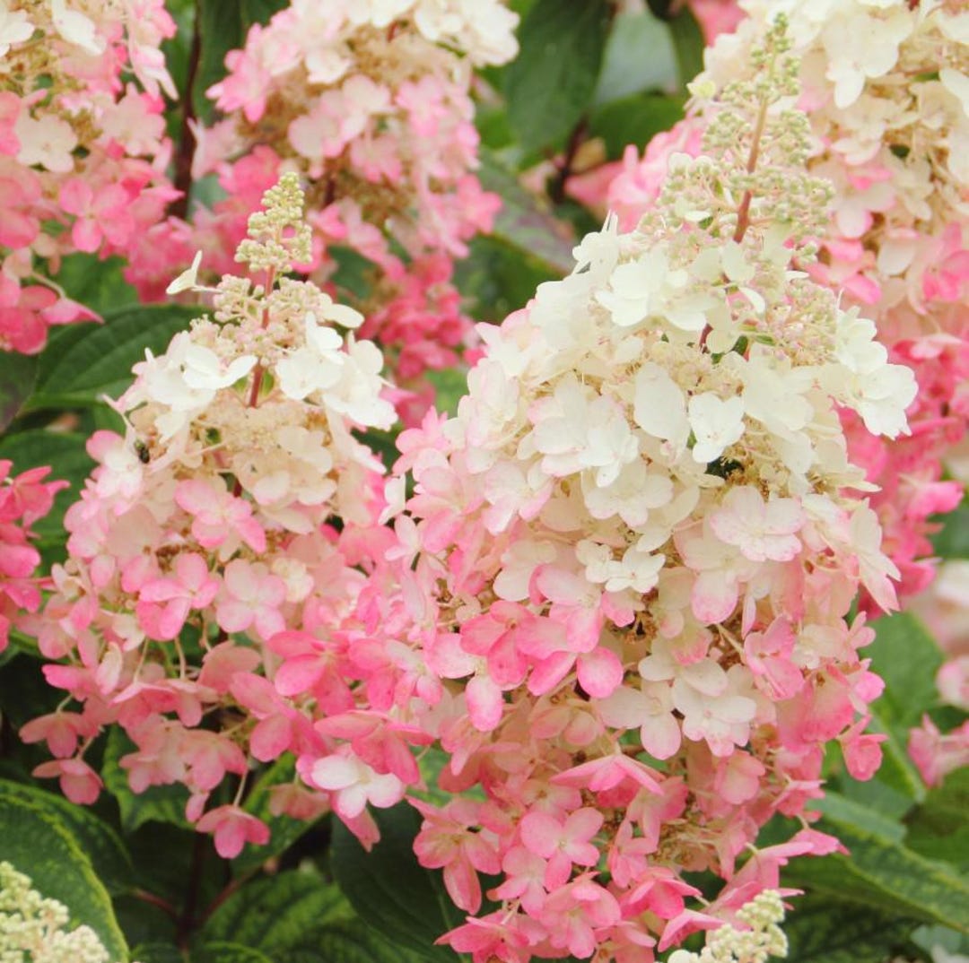 Pinky Winky Hydrangea Live Plant - 6-12" Tall - 1 Qt Pot - Dwarf ...