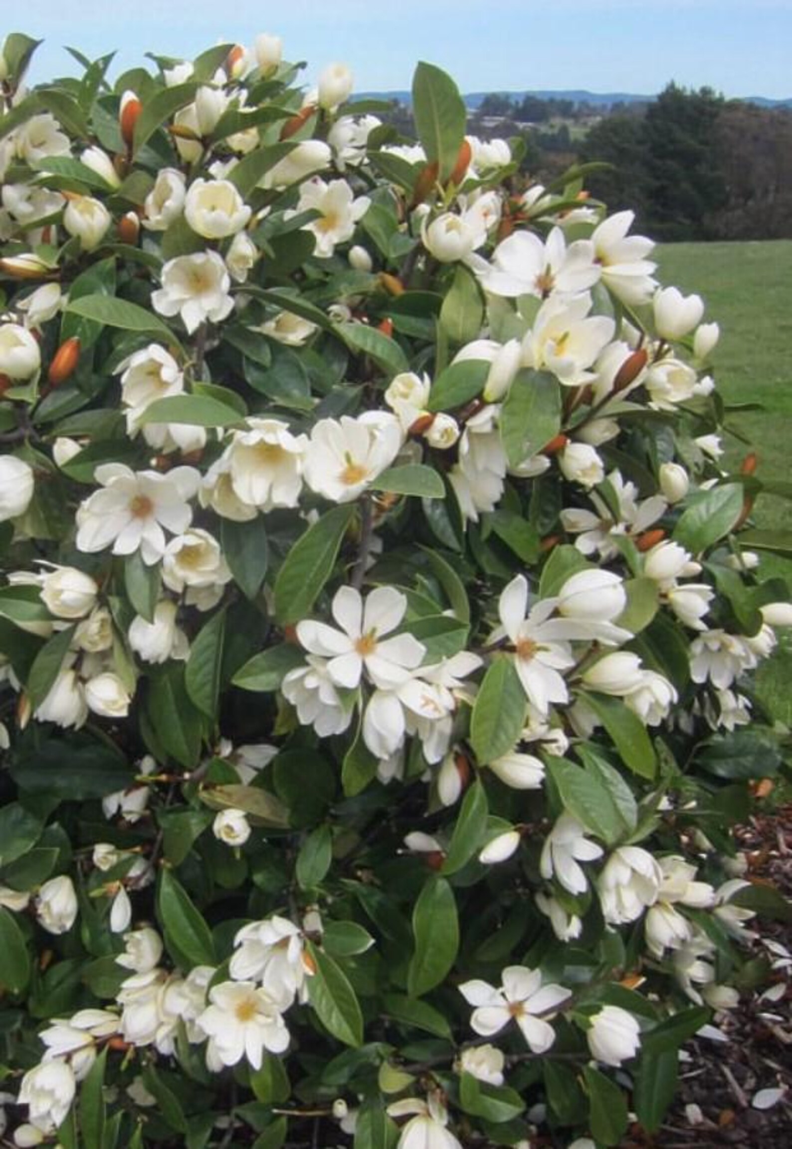 Sweetbay Magnolia Live Plant - 10-18" Tall - 1 Quart Pot - Creamy ...
