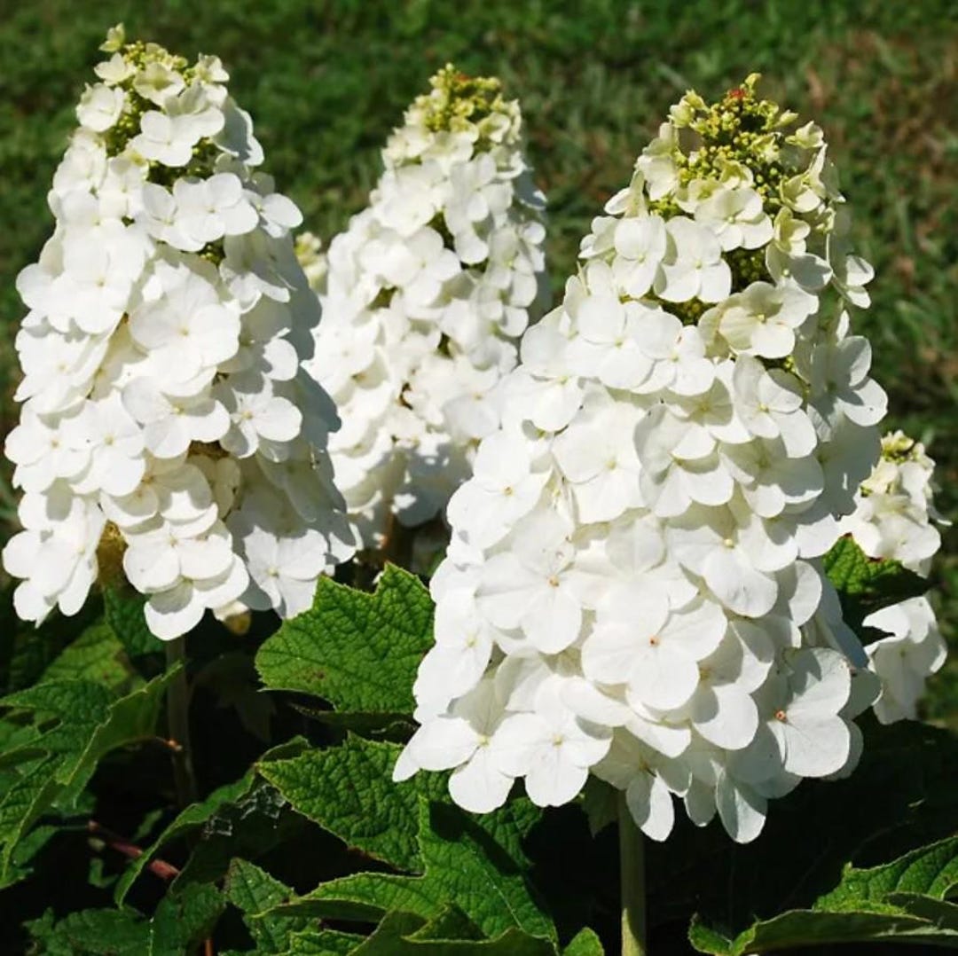 Oakleaf Hydrangea Live Plant - 6-10" Tall - 1qt Pot - Hydrangea ...