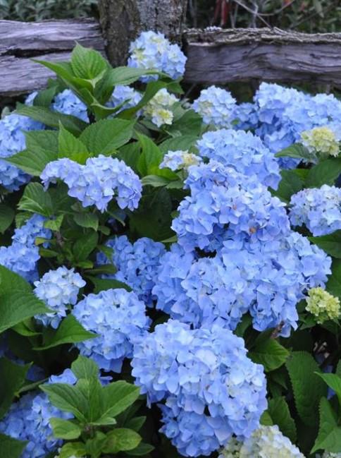 Nikko Blue Hydrangea Live Plant - 6-12" Tall - 1 Quart Pot - Dwarf ...