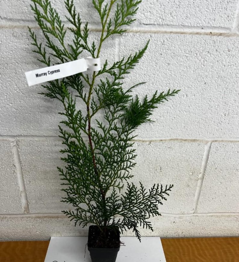 Murray Cypress Live Tree - 6-12" Tall - 3" Pot - Evergreen Cypress Tree ...