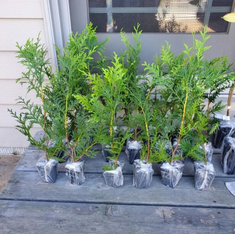 Thuja Green Giant Arborvitae Live Tree - 6-12" Tall - 4" Pot - Thuja ...