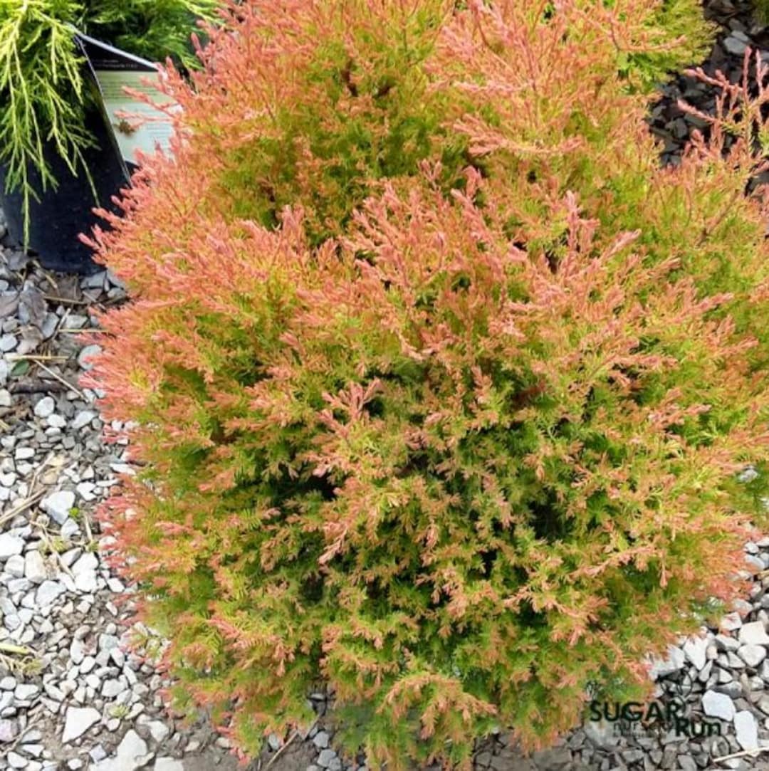 Fire Chief Globe Arborvitae Live Tree - 6" Tall - 1qt Pot - Thuja ...