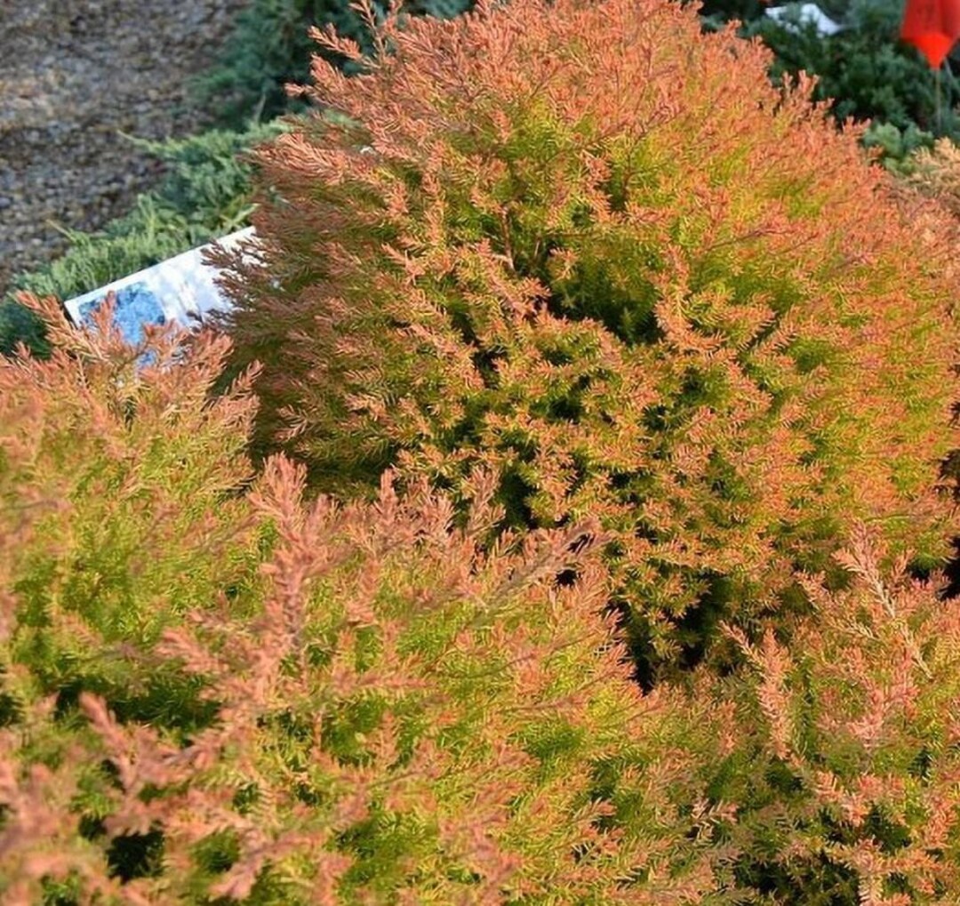 Fire Chief Globe Arborvitae Live Tree - 6" Tall - 1qt Pot - Thuja ...