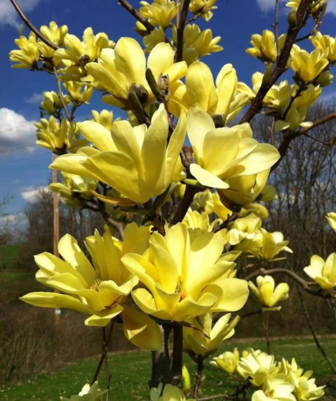 Yellow Bird Magnolia Live Plant - 6-12" Tall - 3" Pot - Deciduous Tree ...