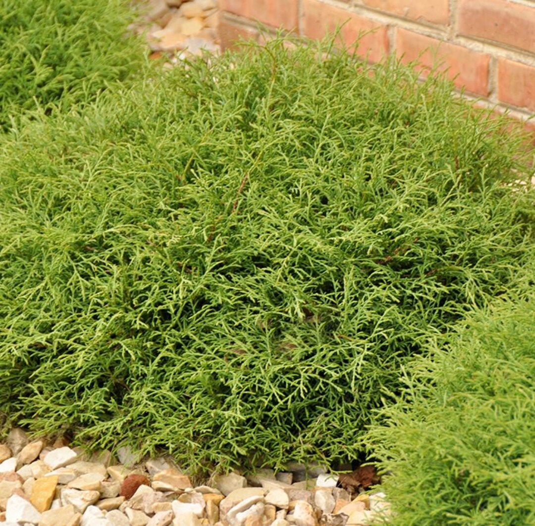 Mr Bowling Ball Arborvitae Live Tree - 12-18" Tall - 1 Gallon Pot ...
