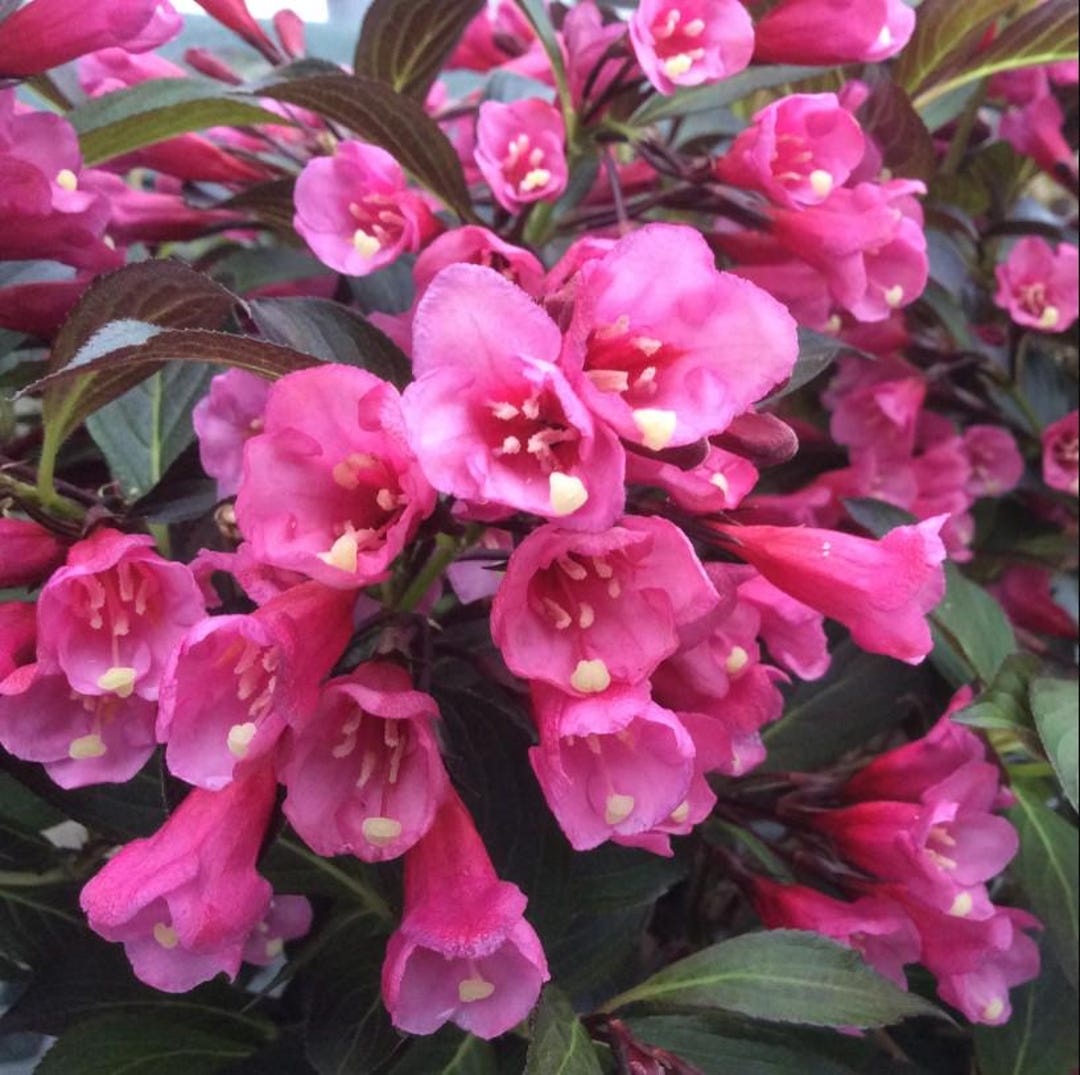 Wine and Roses Weigela Live Shrub - 1 Quart Pot - 6-12" Tall - Weigela ...
