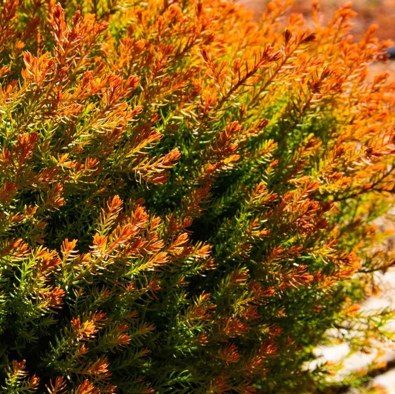 Fire Chief Globe Arborvitae Live Tree - 6" Tall - 1qt Pot - Thuja ...