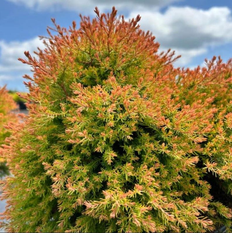 Fire Chief Globe Arborvitae Live Tree - 6" Tall - 1qt Pot - Thuja ...