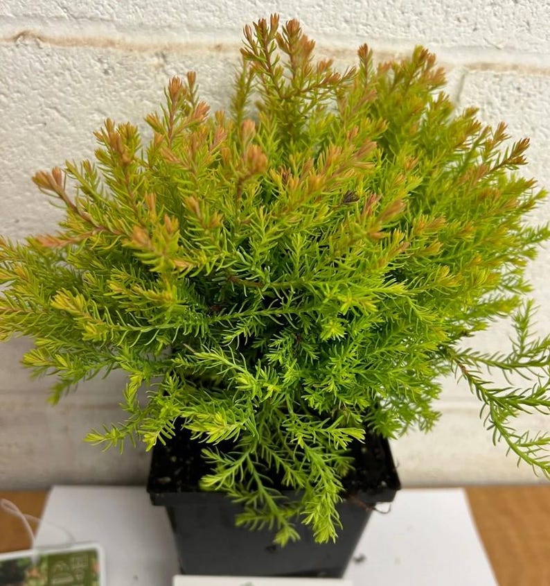 Fire Chief Globe Arborvitae Live Tree - 6" Tall - 1qt Pot - Thuja ...