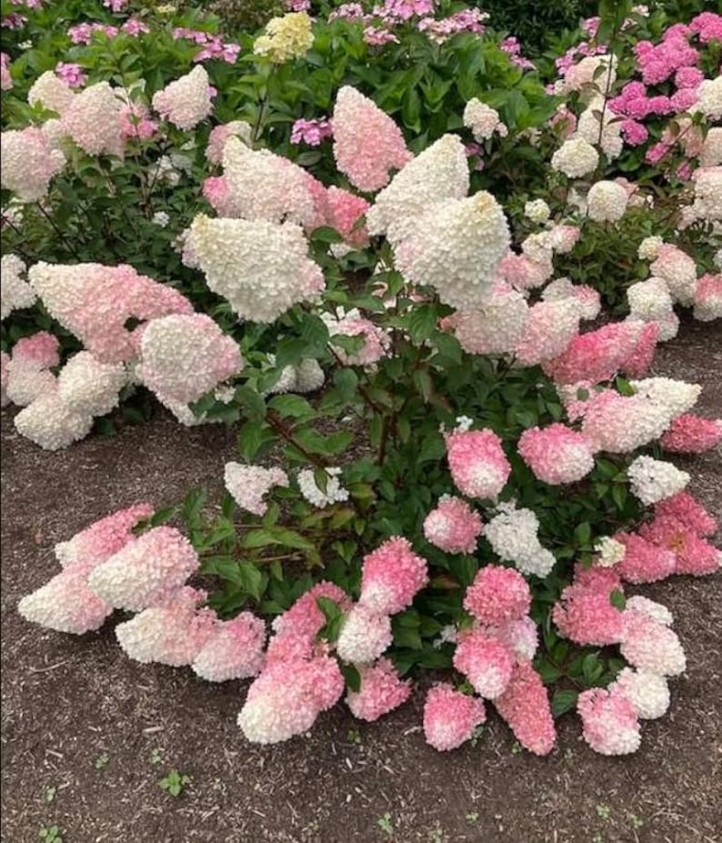 Pinky Winky Hydrangea Live Plant - 6-12" Tall - 1 Qt Pot - Dwarf ...