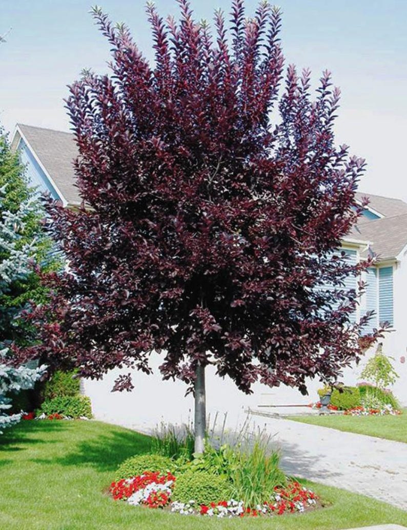 Canada Red Chokecherry Live Tree - 6-12" Tall - 3" Pot - Prunus ...