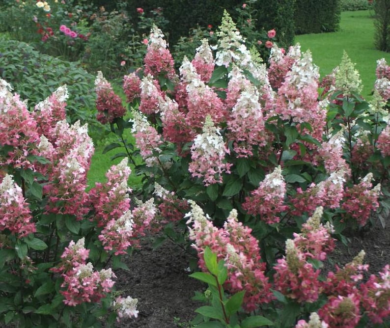 Pinky Winky Hydrangea Live Plant - 6-12" Tall - 1 Qt Pot - Dwarf ...