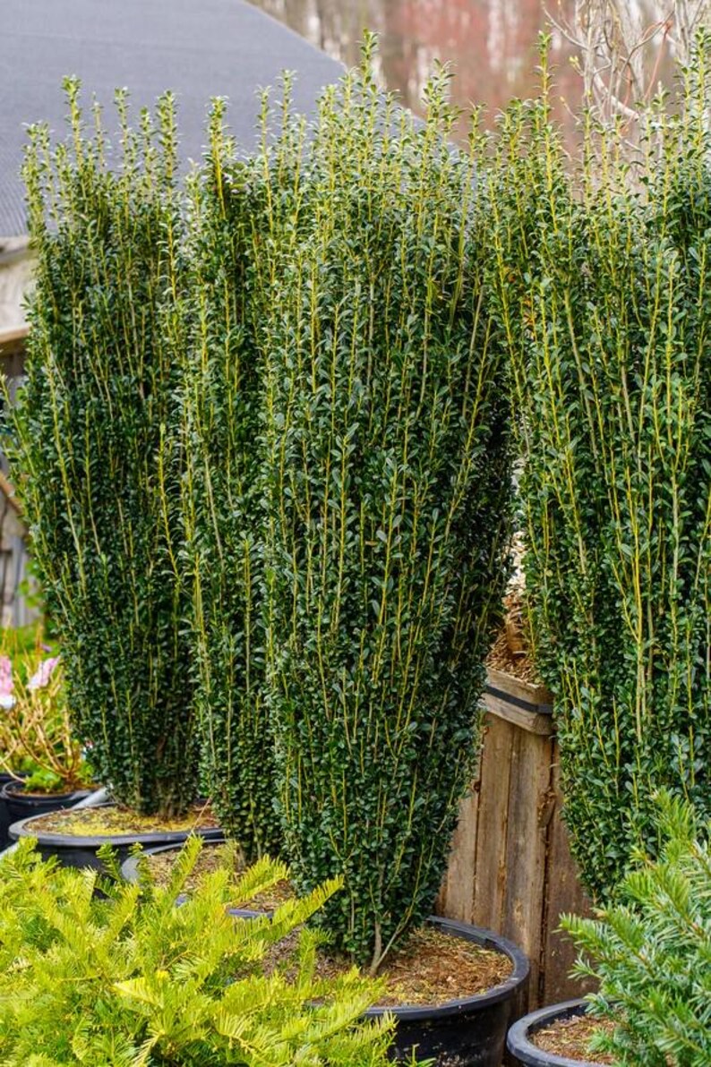 Sky Pencil Holly Live Plant - Ilex Crenata - 6-12" Tall - 1 Quart Pot ...