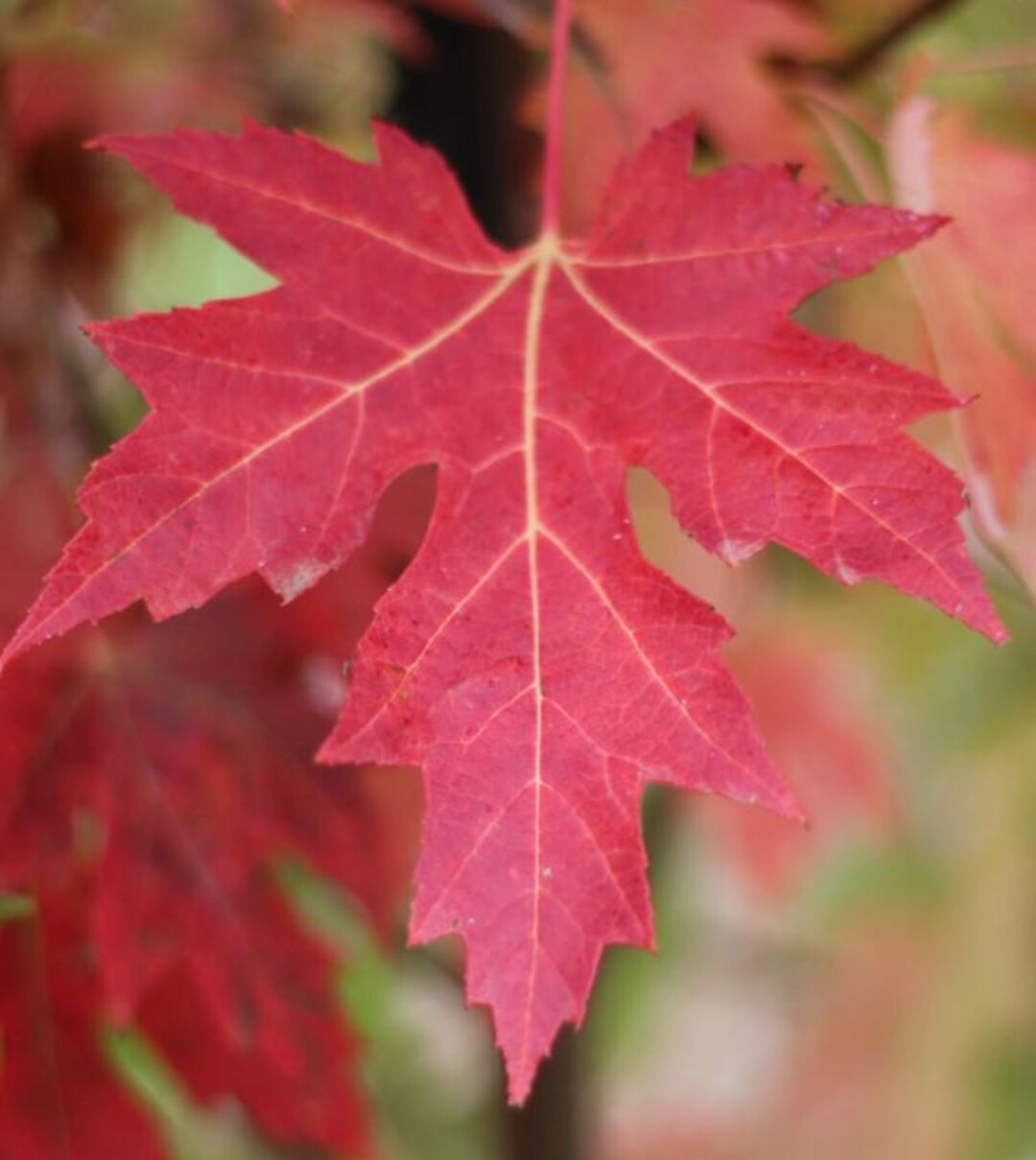 Celebration Maple Live Tree - 10-18" Tall - 1qt Pot - Acer × Freemanii ...