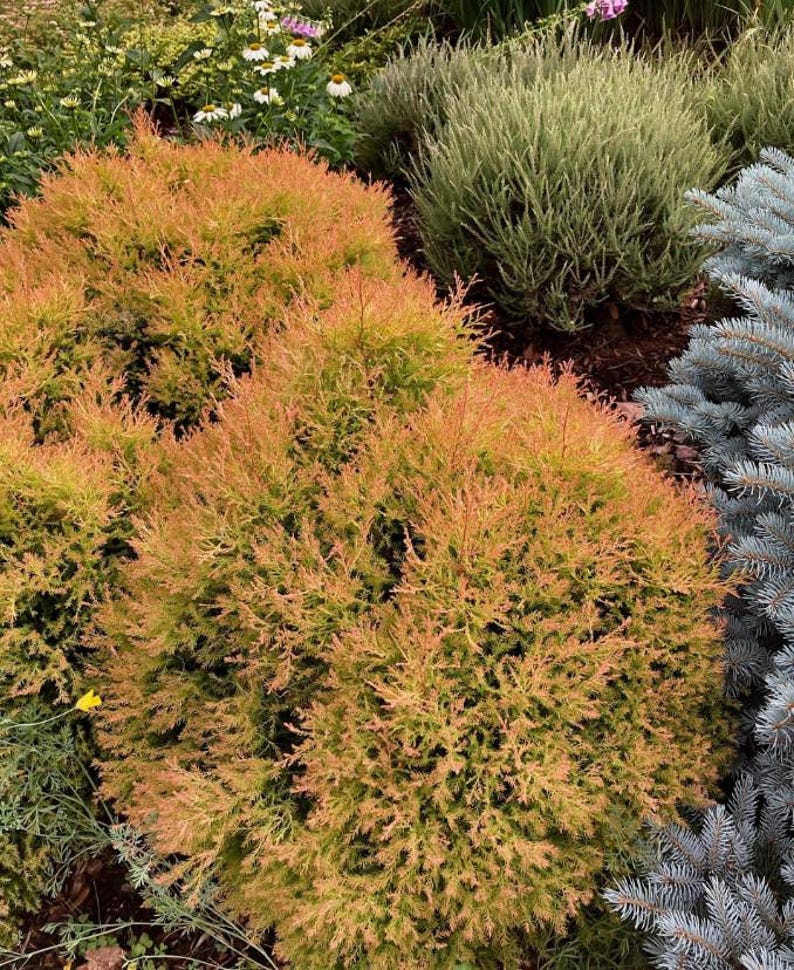 Fire Chief Globe Arborvitae Live Tree - 6" Tall - 1qt Pot - Thuja ...