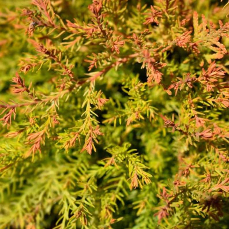 Fire Chief Globe Arborvitae Live Tree - 6" Tall - 1qt Pot - Thuja ...