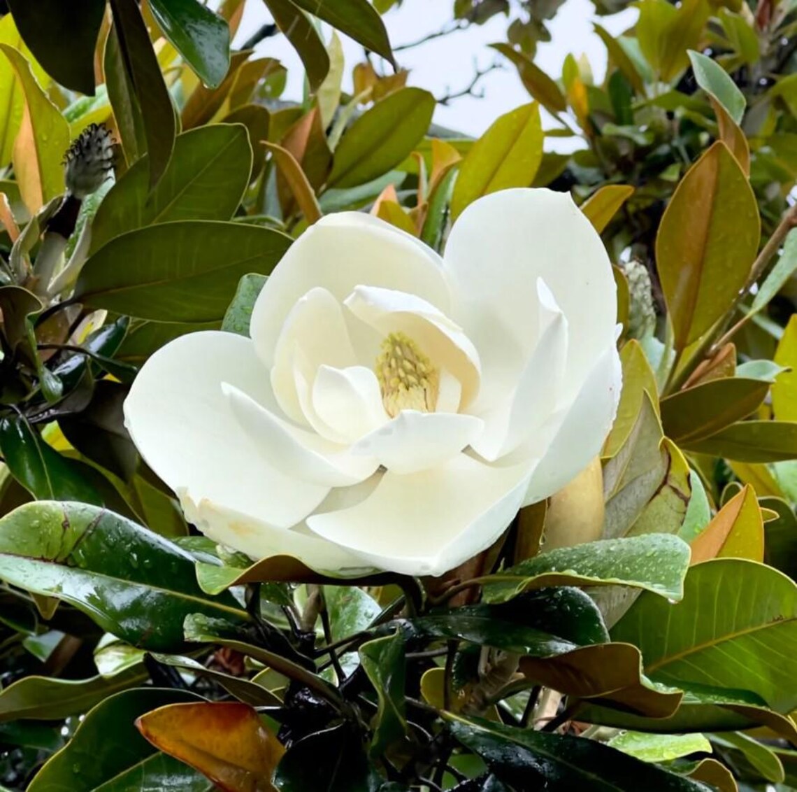 Sweetbay Magnolia Live Plant - 10-18" Tall - 1 Quart Pot - Creamy ...