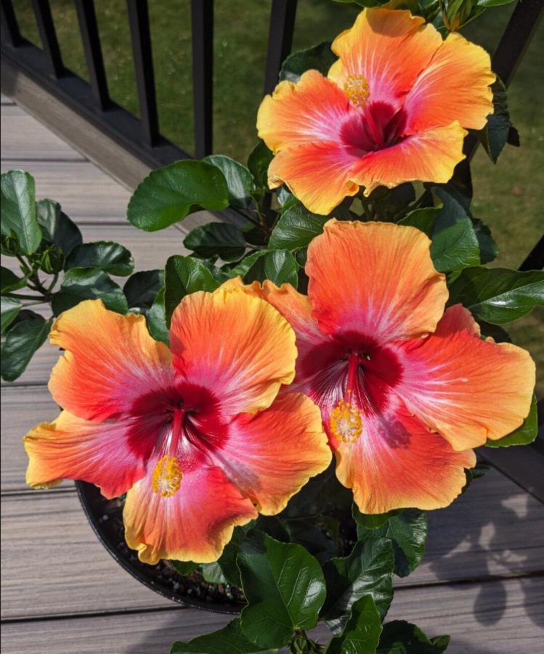 Hibiscus “fiesta” Live Plant – 6-12 Inches Tall – Ship No Pot ...