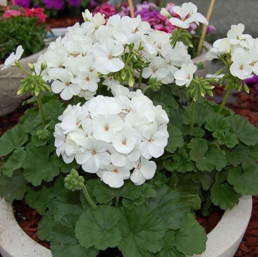 Geranium White Live Plant – 4-6 Inches Tall – Ship No Pot – Vibrant ...