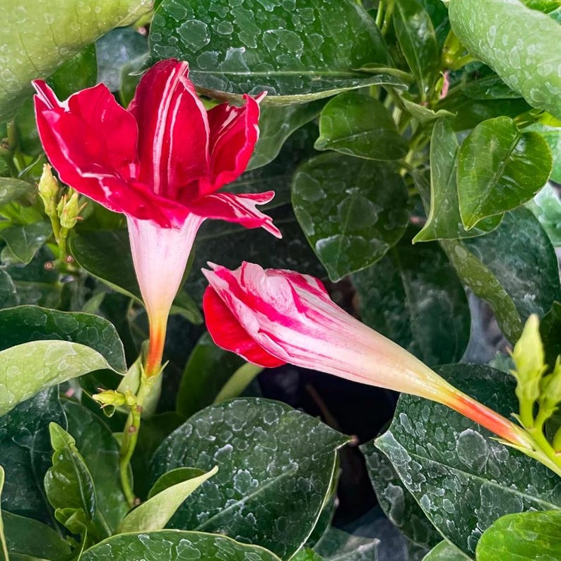 Mandevilla Giant Stars and Stripes Live Plant – 4-10 Inches Tall – Ship ...