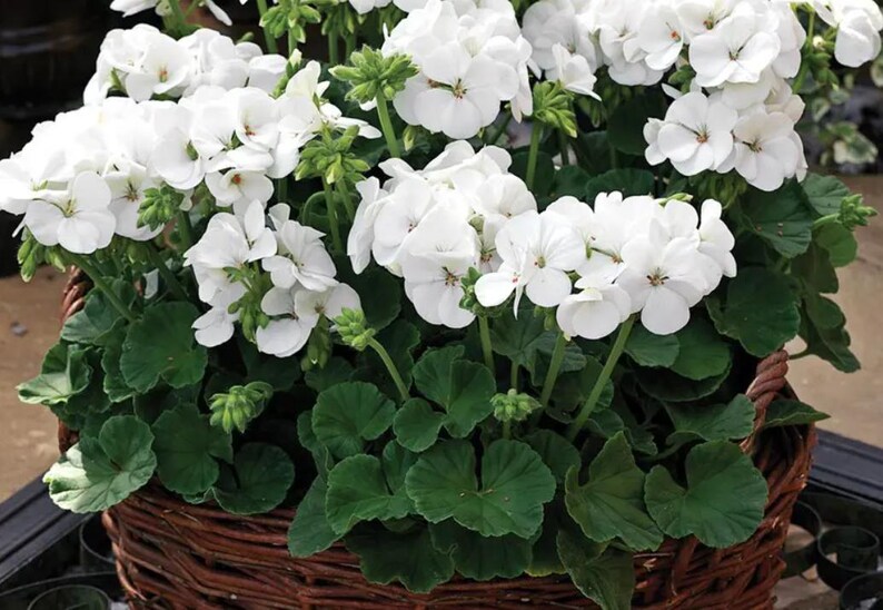 Geranium White Live Plant – 4-6 Inches Tall – Ship No Pot – Vibrant ...