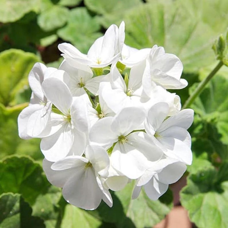 Geranium White Live Plant – 4-6 Inches Tall – Ship No Pot – Vibrant ...