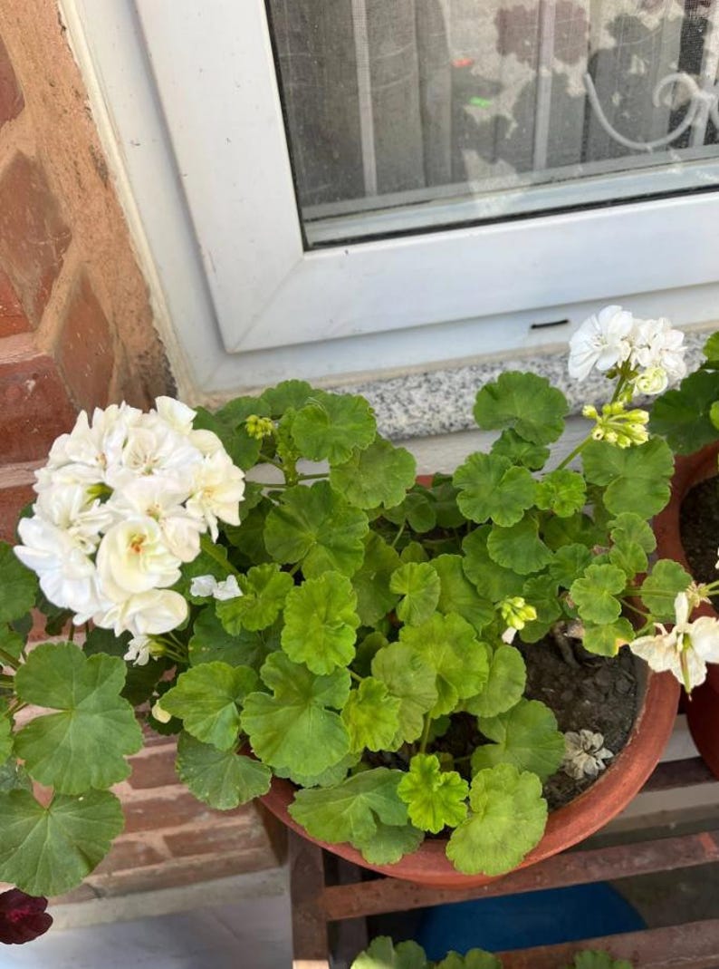 Geranium White Live Plant – 4-6 Inches Tall – Ship No Pot – Vibrant ...