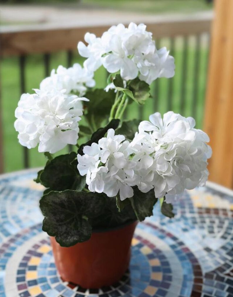 Geranium White Live Plant – 4-6 Inches Tall – Ship No Pot – Vibrant ...