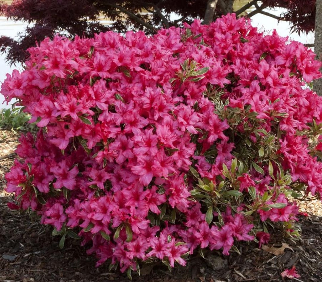 Variegated Azalea Silver Sword Live Plant - 6-8" Tall - Ship No Pot ...