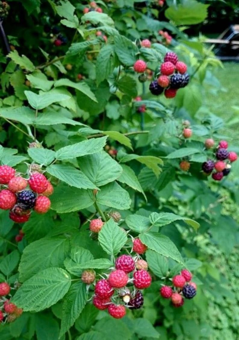 Random Raspberry Live Plants – Mixed Variety Berry Bush – 3–5” Tall – 4 ...
