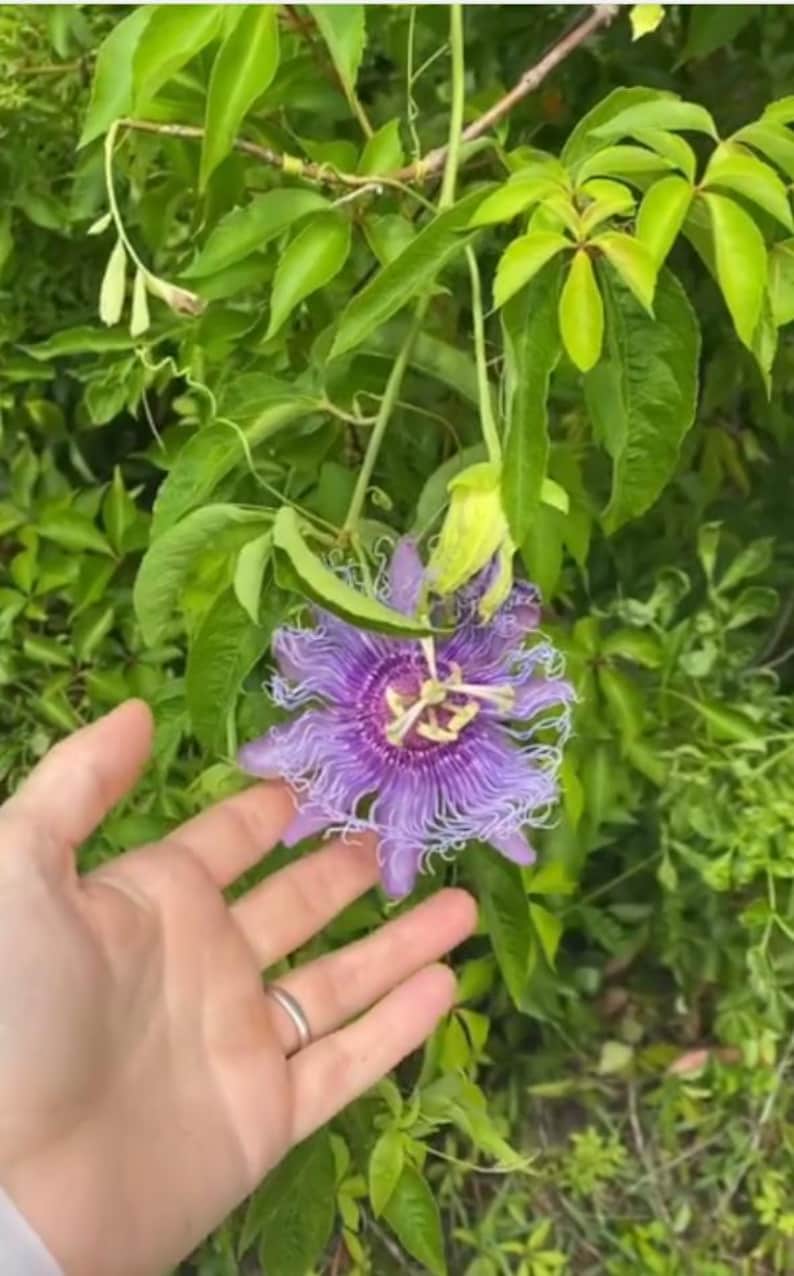 Passiflora Incarnata – Maypop Live Plant – 5-8 Inches Tall – Ship No ...