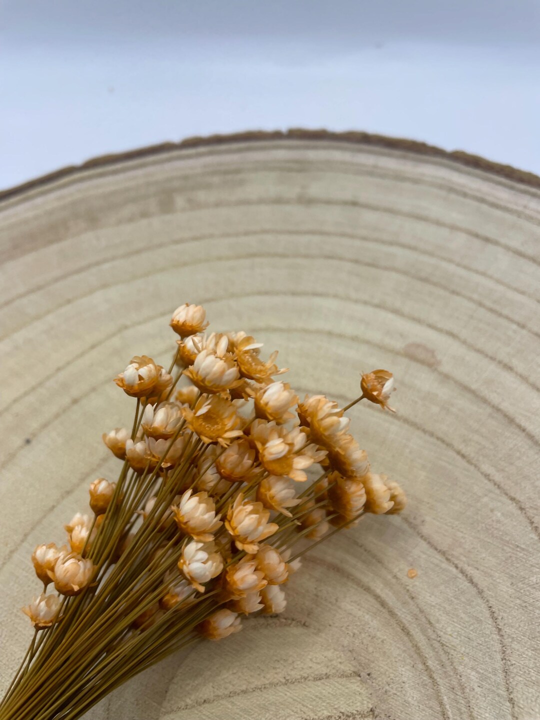 Dried Brazilian Star Light Peach Colour Flowers Also Known as Glixia or ...