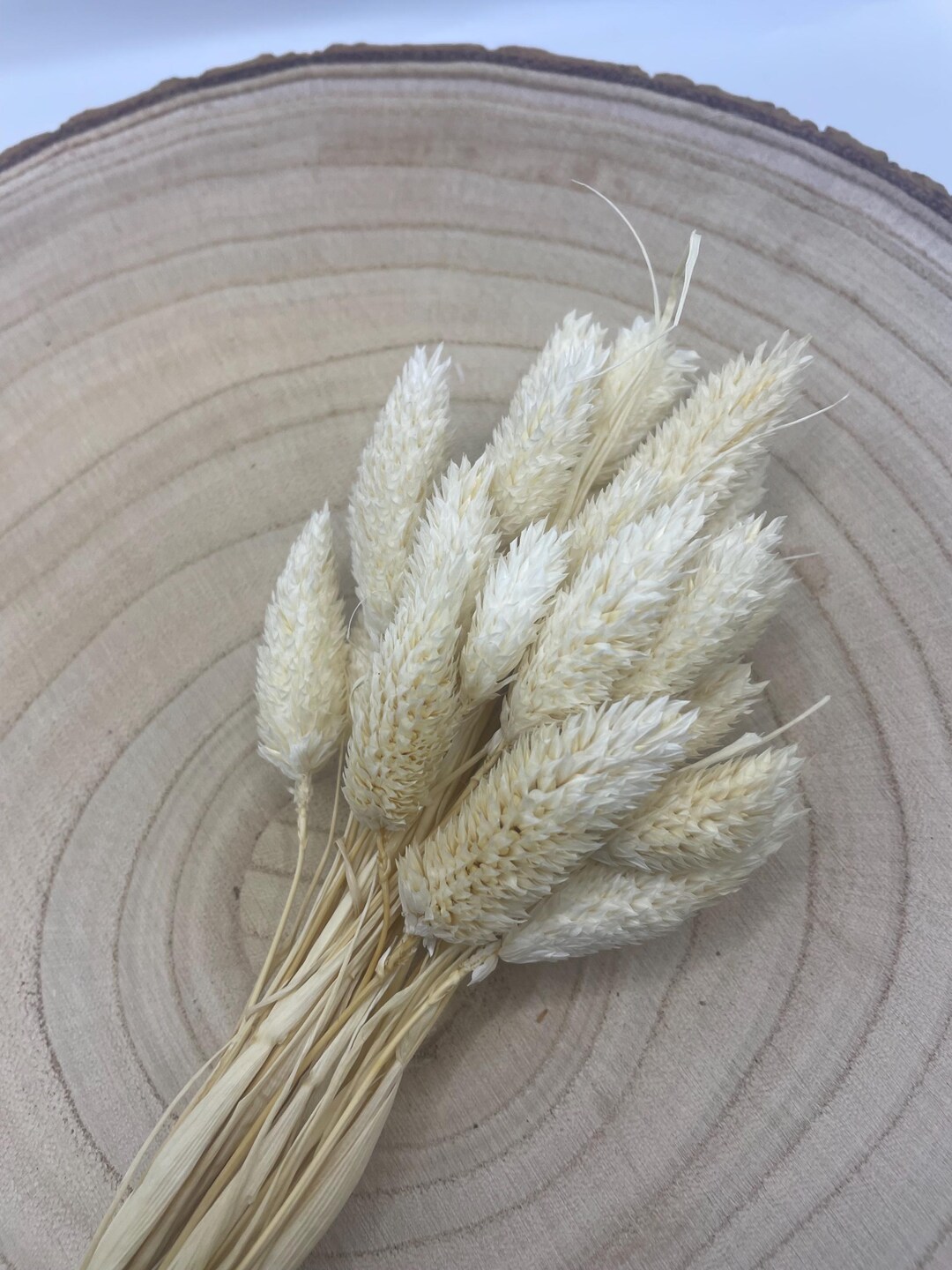 Ivory Dried Foxtail Grass, Setaria Flowers - Etsy