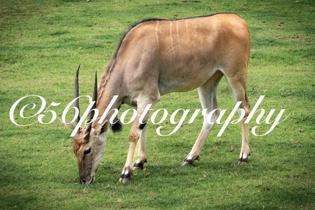 Tragelaphus Oryx Photography: Exotic Mammal (digital Print ) - Etsy