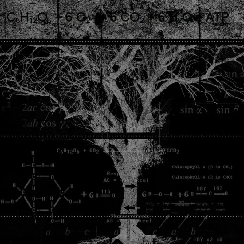Men's Tree Diagram Schematic Screen Printed Forest T-shirt - Outdoor ...