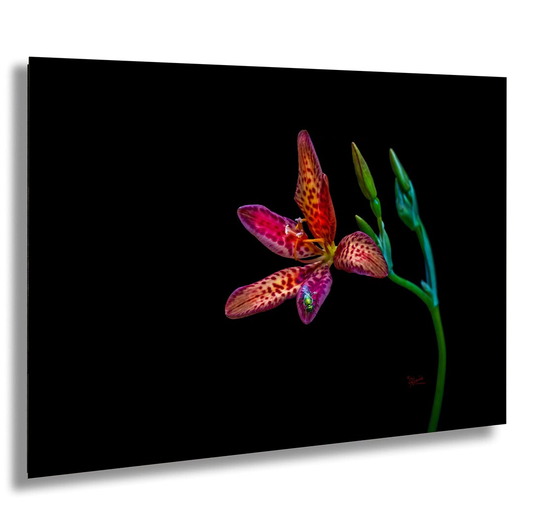 Blackberry Lily, Rare Flower, Cedar Glades, Tennessee Wall Art - Etsy
