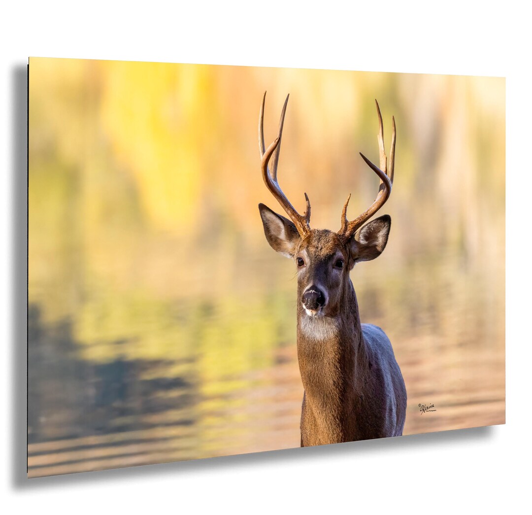 Whitetail Buck in Pastel Autumn Colors - Etsy