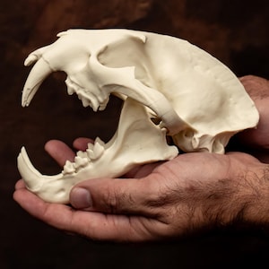 cheetah teeth structure