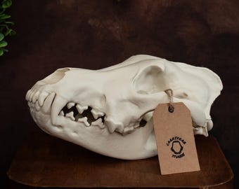 werewolf skull