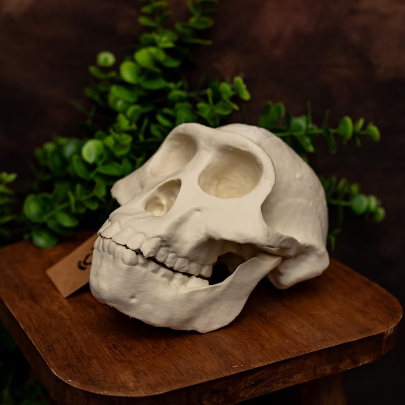 1/35 Skull - Etsy UK