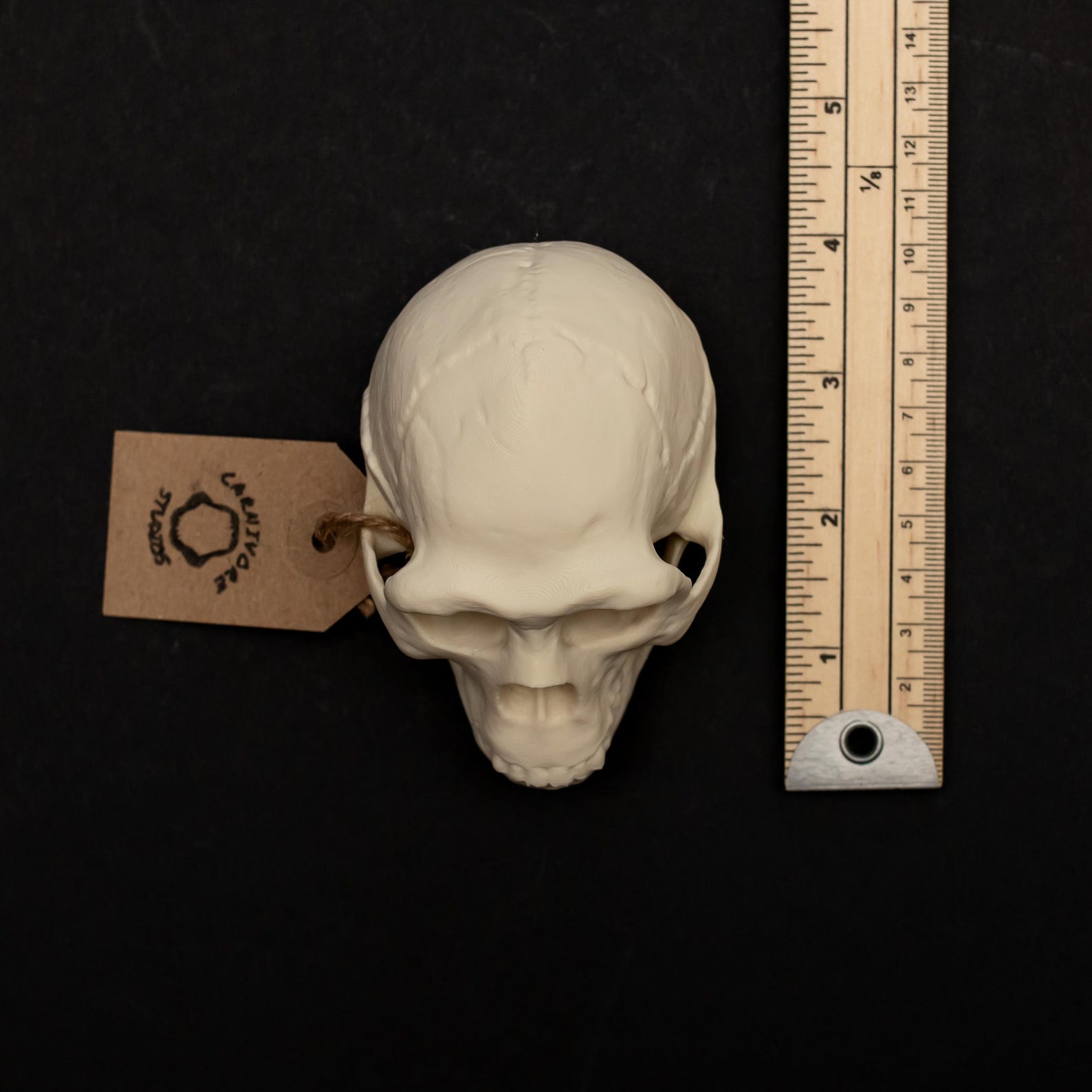 Human Evolution Skull Set | Scaled Anthropology Collection | Museum ...