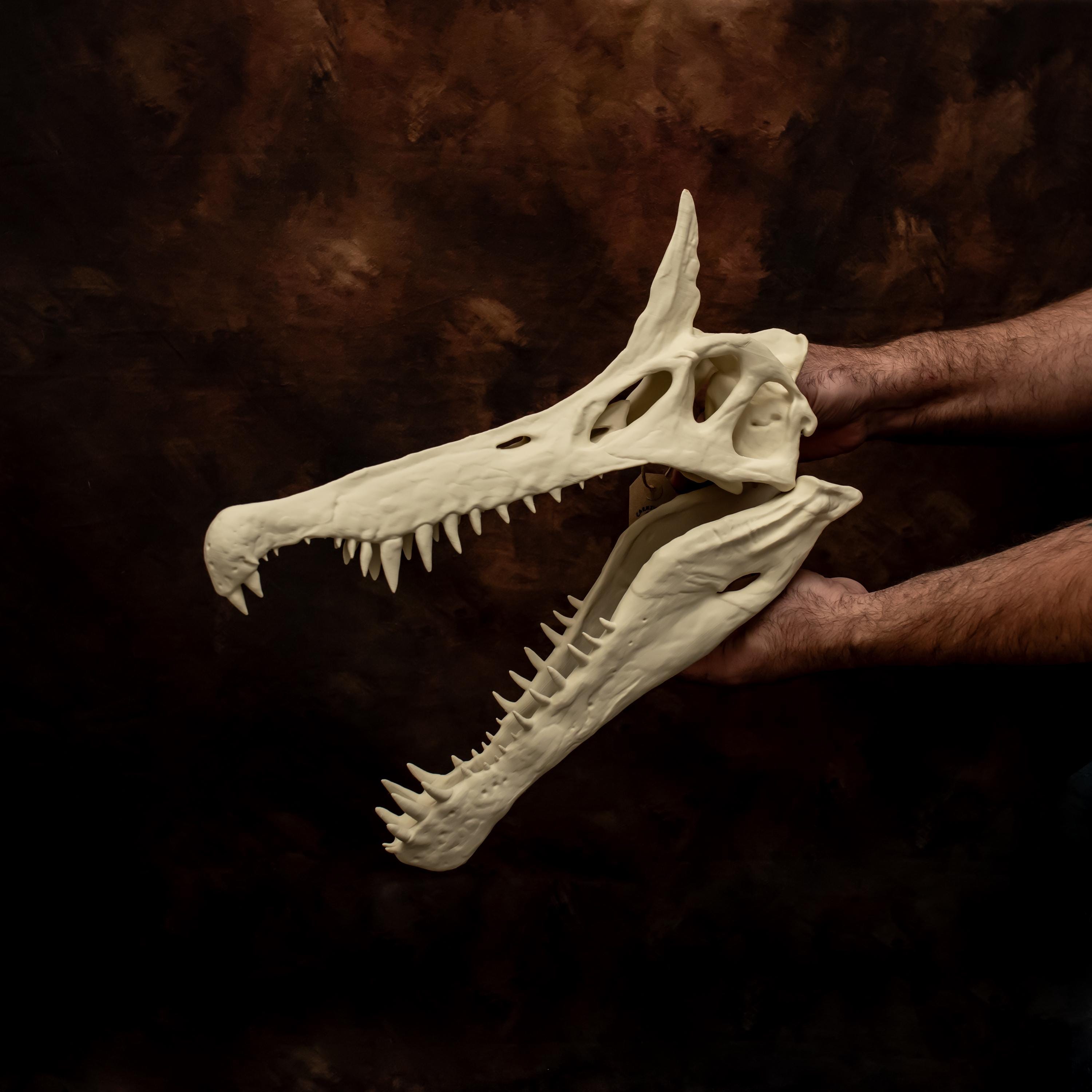 Spinosaurus Mirabilis Skull Replica – Crested Dinosaur Skull Model – 17 ...