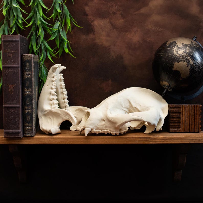Giant Panda Bear Skull Life Size Replica: Lifesize Bone Colour and ...