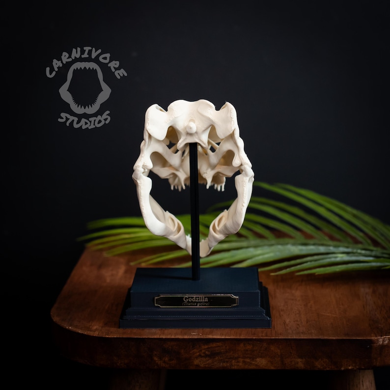 Godzilla Skull Replica: 3D Printed Kaiju Fossil Collectible - Etsy