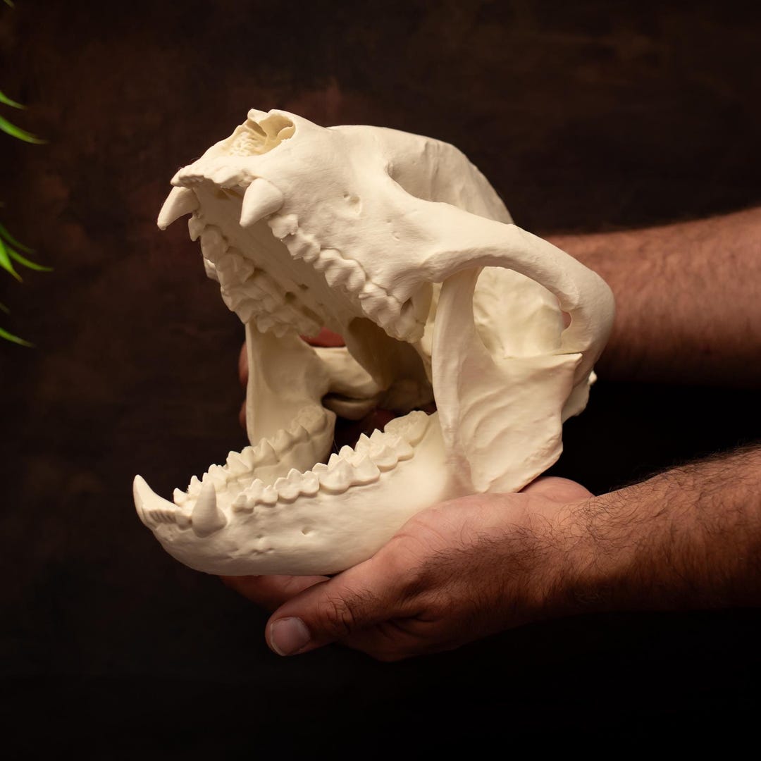 Giant Panda Bear Skull Life Size Replica: Lifesize Bone Colour and ...