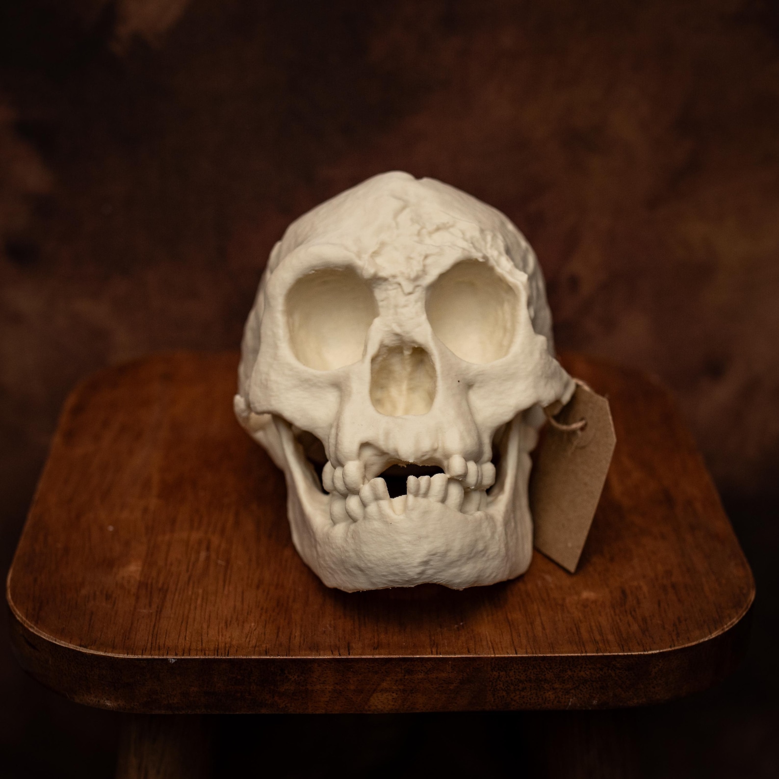 Homo Floresiensis Skull Replica: Life Size Hobbit, Anthropology Decor ...