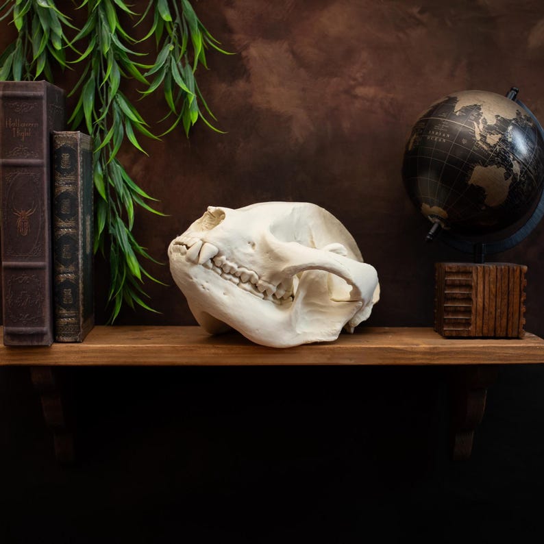 Giant Panda Bear Skull Life Size Replica: Lifesize Bone Colour and ...