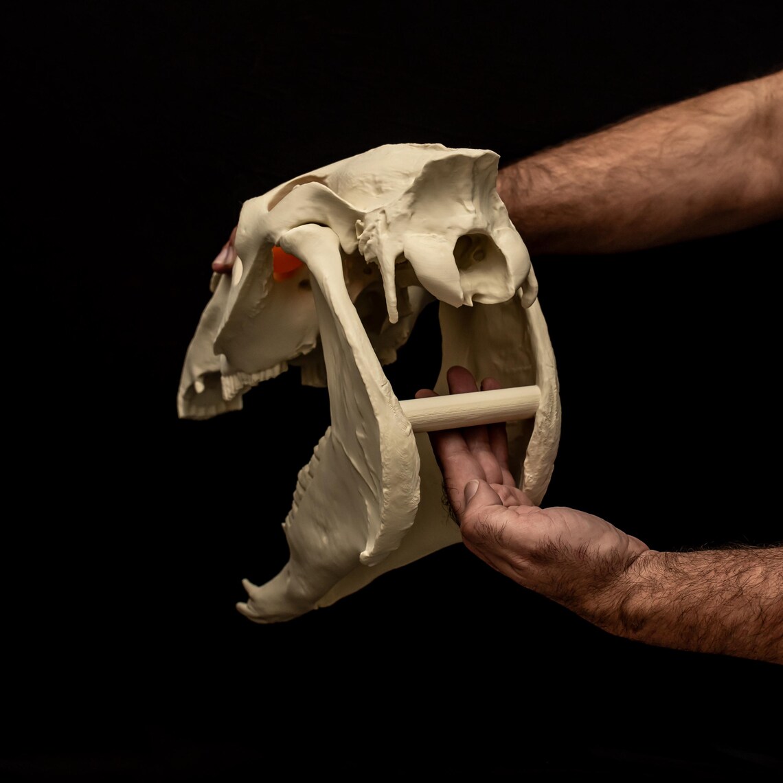 Mari Lwyd Skull Replica Welsh Folk Horse Skull Hinged Jaw Costume Prop ...